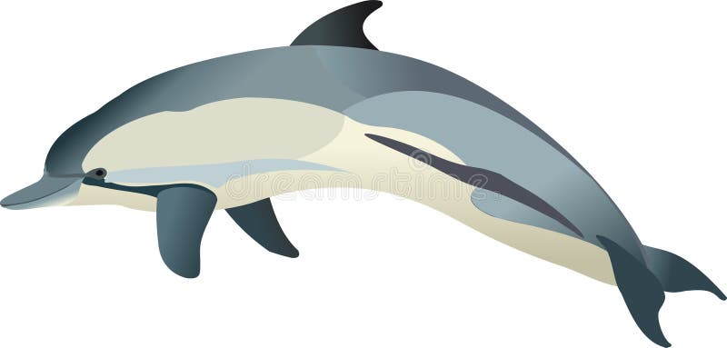 Dolphin Delphinus delphis stock vector. Illustration of ichthyology ...
