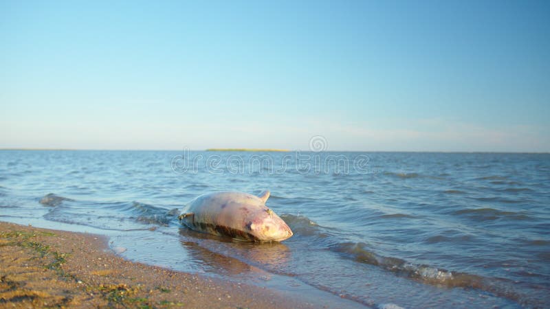A Dolphin Died Due To Pollution of the Sea. Stock Footage - Video of ...