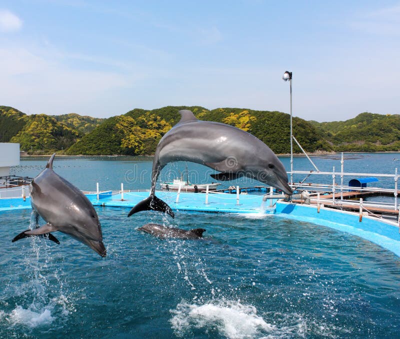 Dolphin diving pool stock photo. Image of deep, intelligence - 84203616