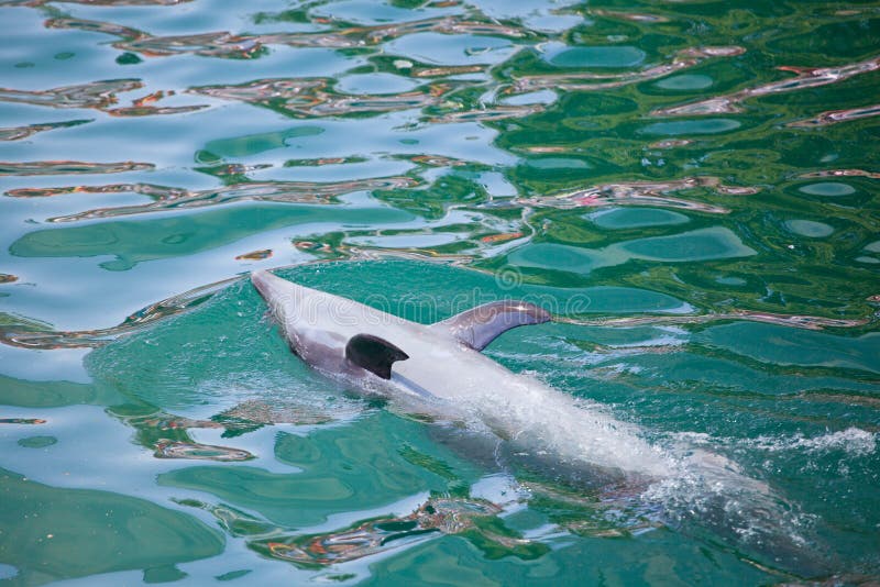 Dolphin doing tricks stock image. Image of aquatic, water - 15999015