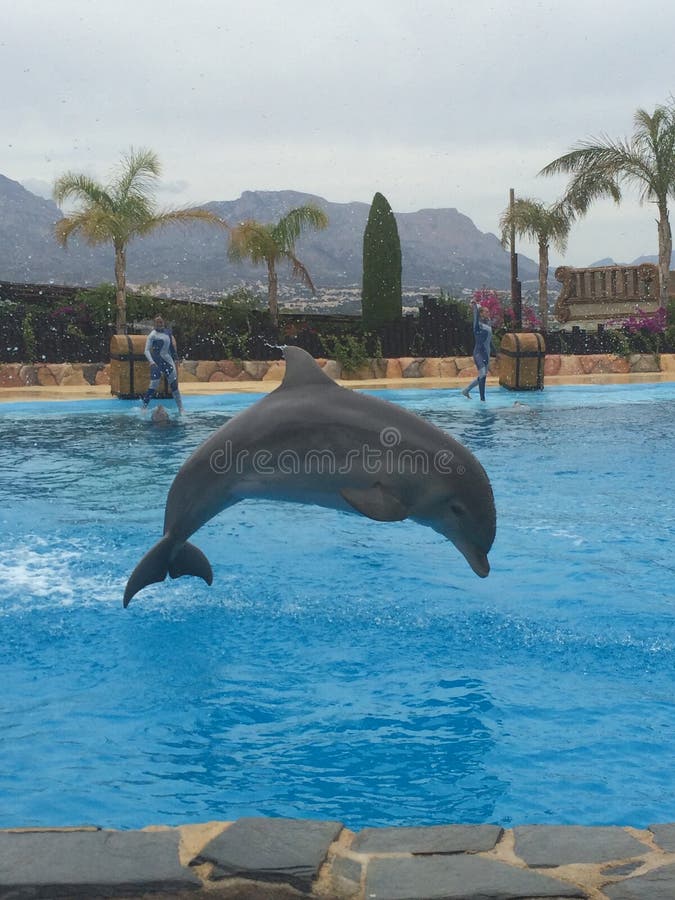 Dolphin doing tricks stock image. Image of aquatic, water - 15999015