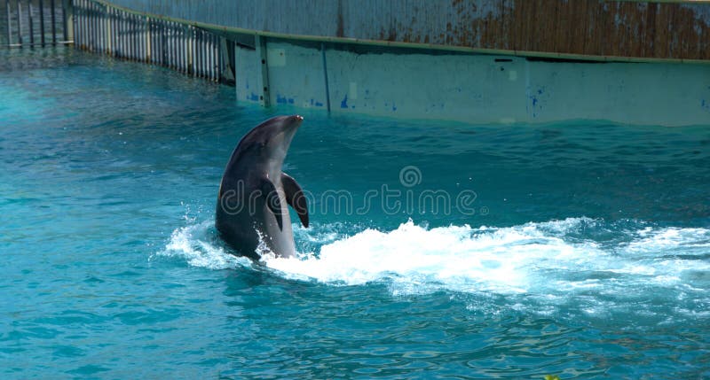 Dolphin stock image. Image of dolphin, dolphins, america - 103971847