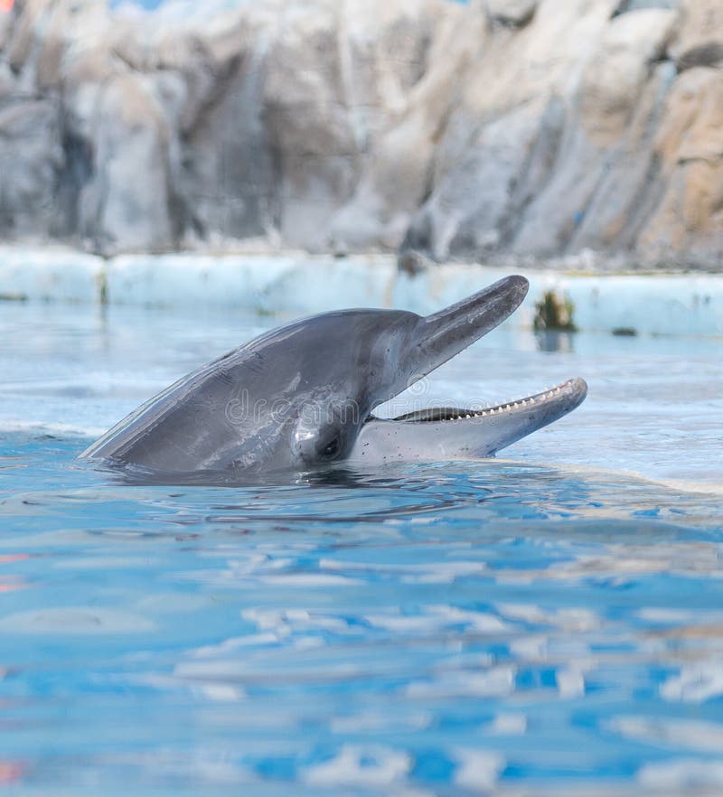 Dolphin stock image. Image of diverse, grouping, excluding - 64175925