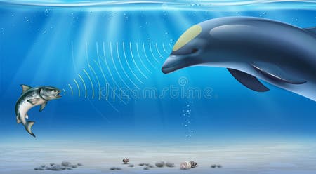 Dolphin Echolocation Infographics Stock Vector - Illustration of fish ...