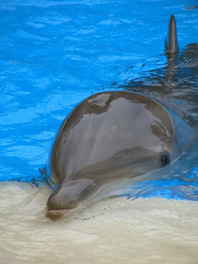 Dolphin Face stock image. Image of aqua, eyes, smile, face - 1973165