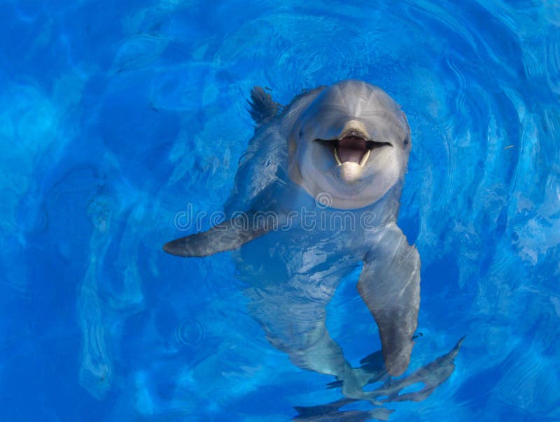 Dolphin face stock photo. Image of bottlenose, truncatus - 2632926