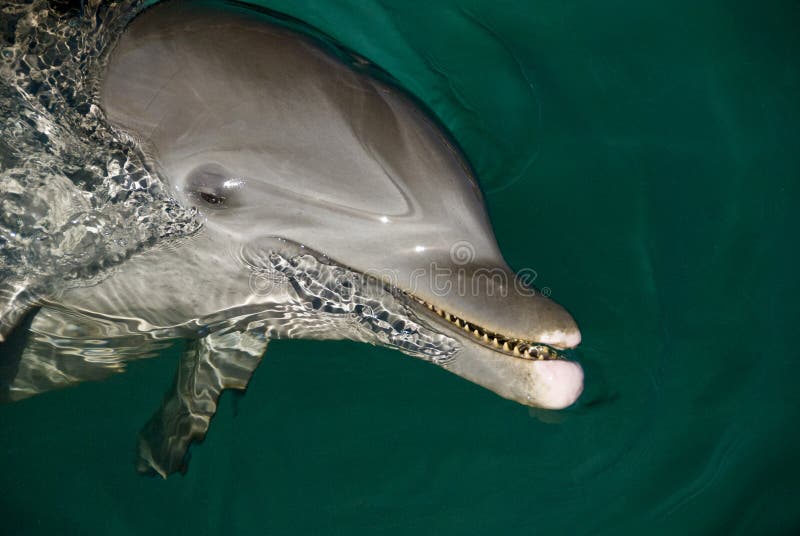 Dolphin face stock photo. Image of aquatic, dolphin, wildlife - 3905804