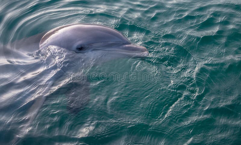 Dolphin face stock photo. Image of face, waters, baby - 92360402
