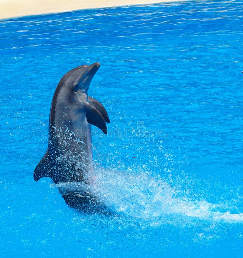 Spotted Leap Fish Stock Photos - Free & Royalty-Free Stock Photos from ...