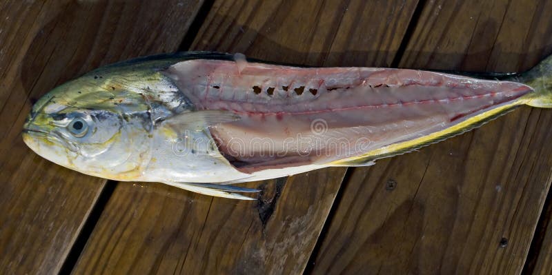Dolphinsfish stock photo. Image of coryphaena, food, fisherman - 72503042