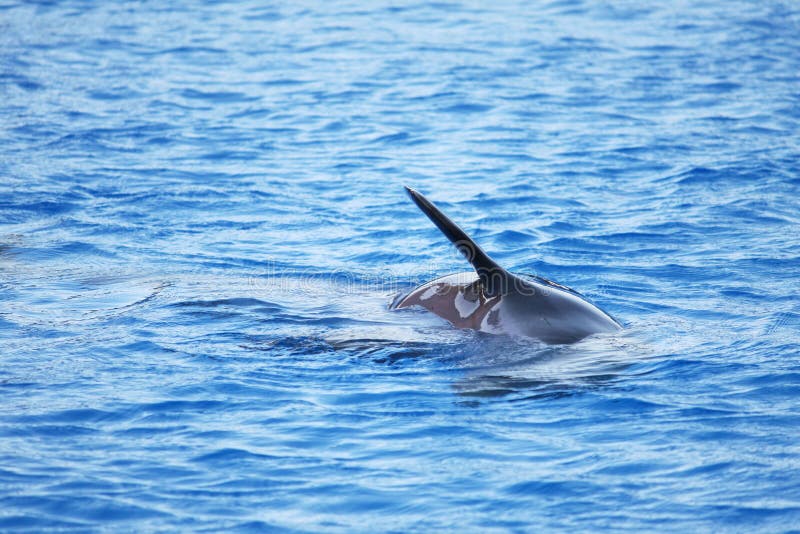 Dolphin fin stock photo. Image of amusement, ocean, game - 11288788