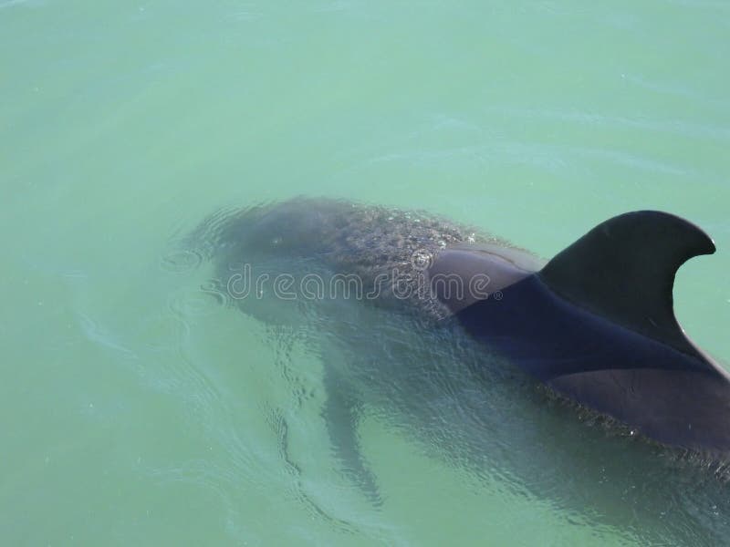 Dolphin fin in the gulf stock image. Image of dolphin, fish - 704859