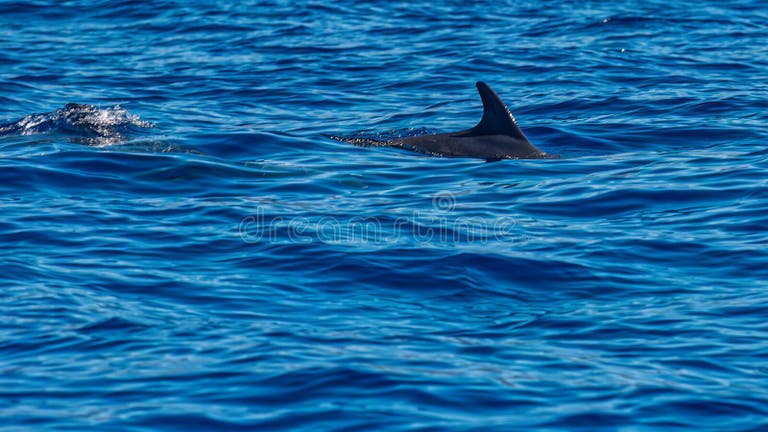 Dolphin Floating Peacefully on the Surface of Blue Water. Stock Image ...