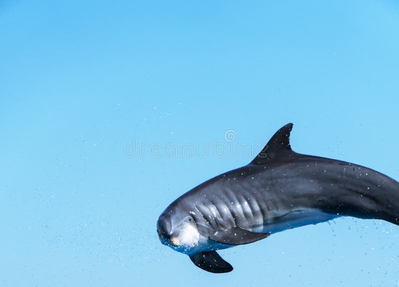 Dolphin flying. stock image. Image of head, action, performance - 132001403