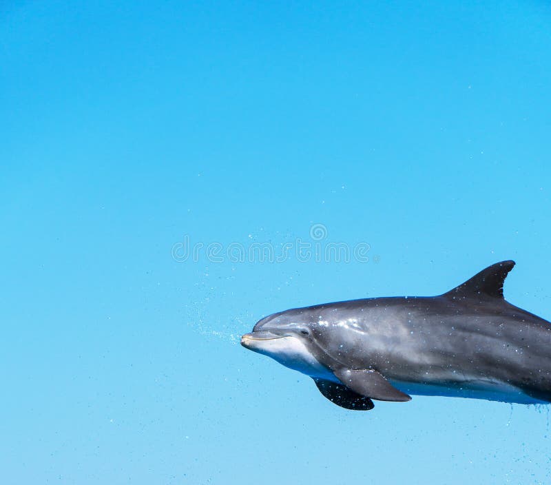 Dolphin flying. stock photo. Image of freedom, playful - 132001390