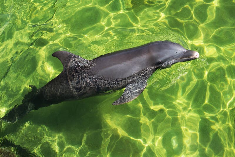 Dolphin Has Got a Green Ring Stock Photo - Image of swim, green: 34583566