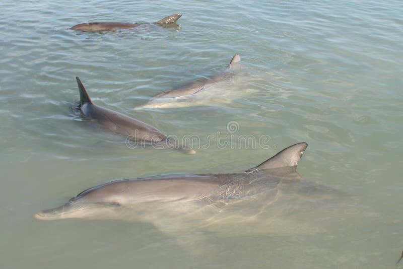 Dolphin group stock photo. Image of dorsal, mammals, lovely - 4375824