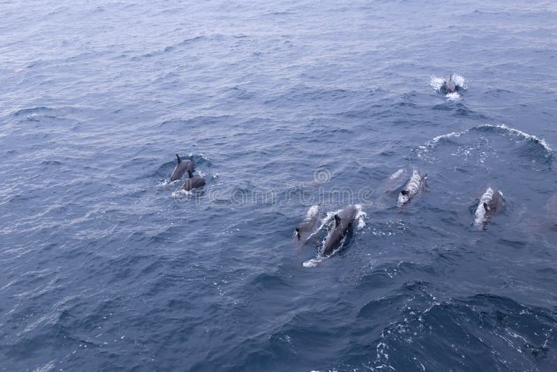 Dolphin group stock photo. Image of life, family, nature - 63542260