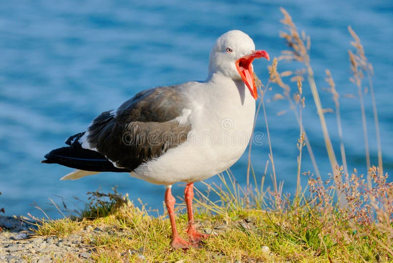 Dolphin Gull screaming stock image. Image of argentina - 5293041