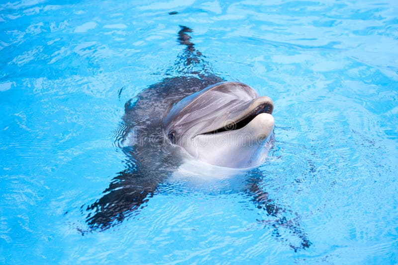 Dolphin stock image. Image of life, mammal, ocean, bottlenose - 83685109