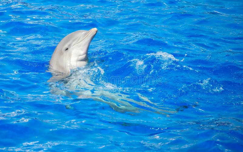 Dolphin having fun. stock photo. Image of mammal, leaping - 46440372