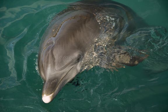 Dolphin head stock image. Image of wildlife, grey, delphis - 3929549