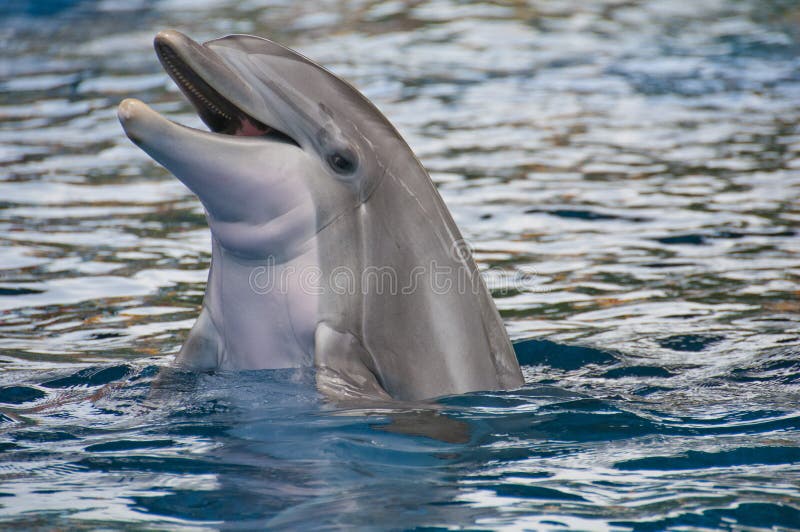 Dolphin with Head Above Water Stock Image - Image of swimming, side ...