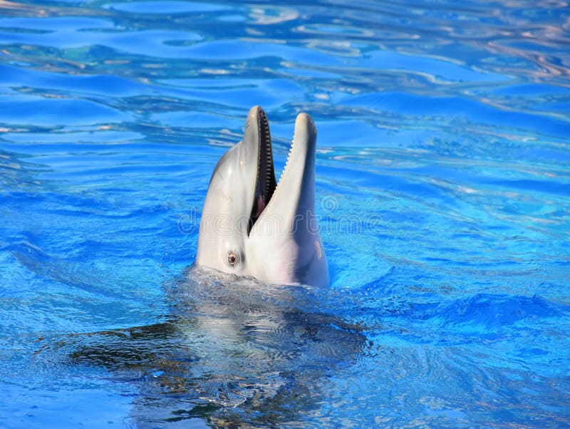 Dolphin head above water stock photo. Image of dolphin - 365611340