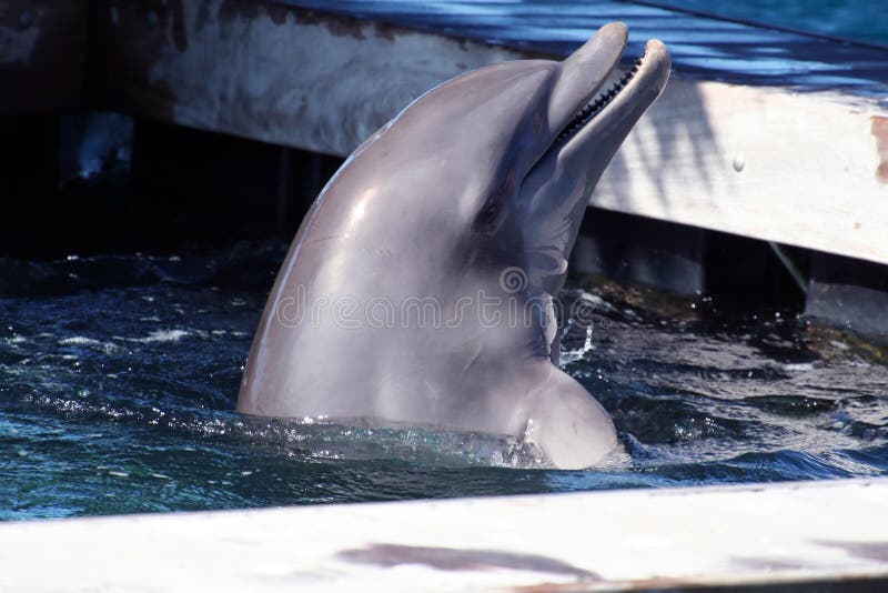 Dolphin with head out stock photo. Image of tropical, mammal - 1219818