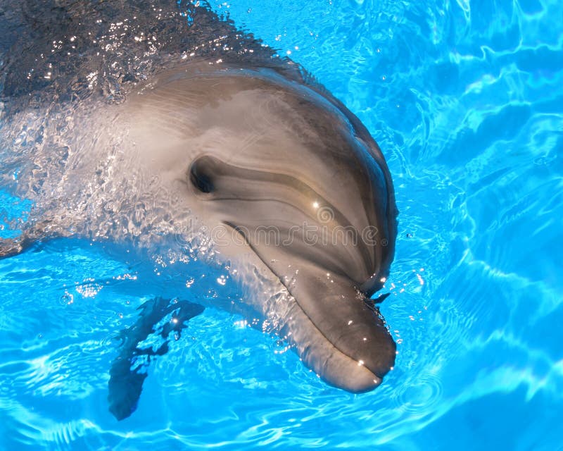 Dolphin Head Picture - Stock Photo Stock Photo - Image of maritime ...