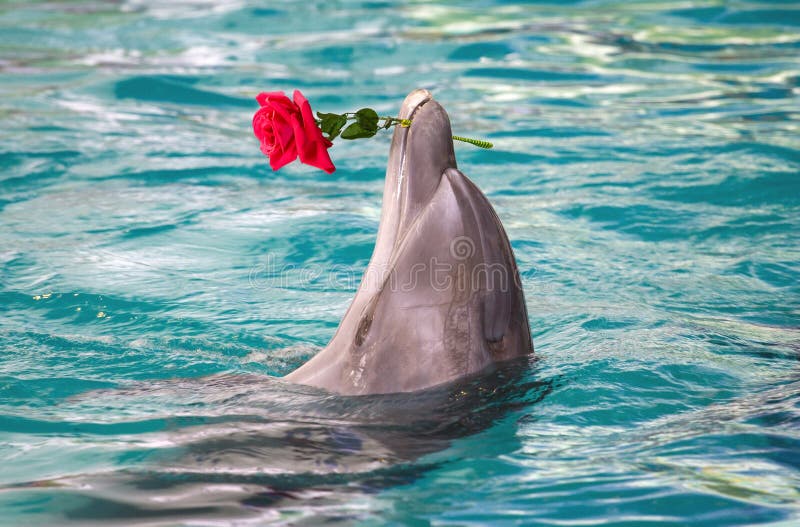Dolphin Holding Flower in Mouth Stock Photo - Image of close, pool ...