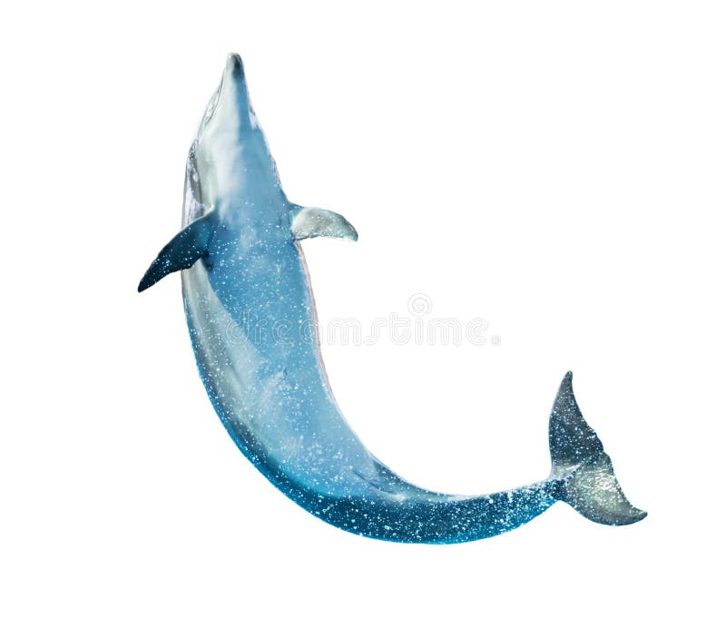 2,351 Dolphin White Background Stock Photos - Free & Royalty-Free Stock ...