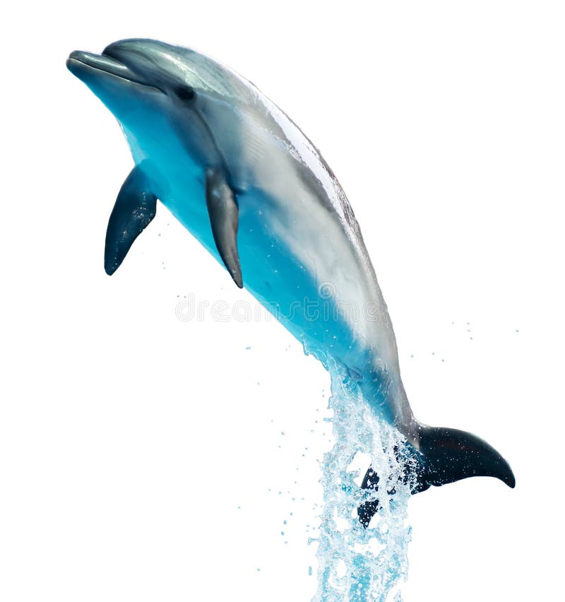 3,854 Dolphin White Background Stock Photos - Free & Royalty-Free Stock ...