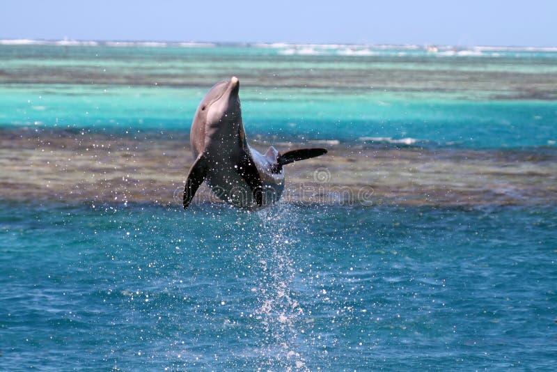 Dolphin Jump Picture. Image: 1220065