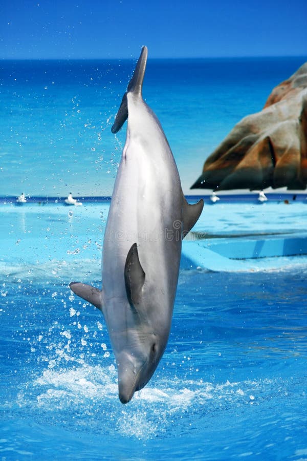 Dolphin Splash stock photo. Image of stunt, show, splash - 1863754