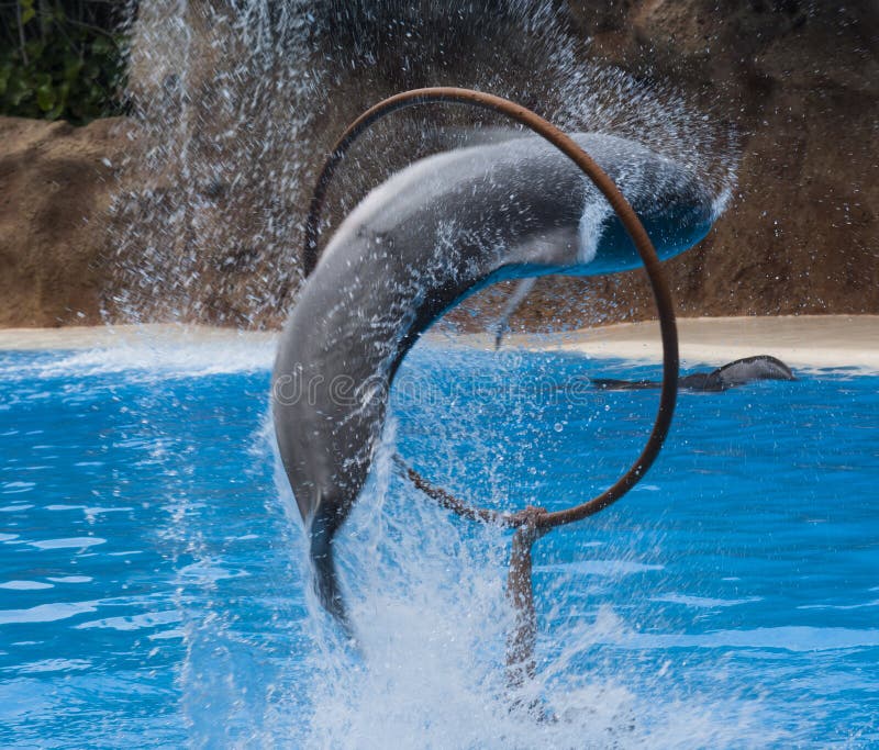 Dolphin Action stock image. Image of shelves, generally - 108275761