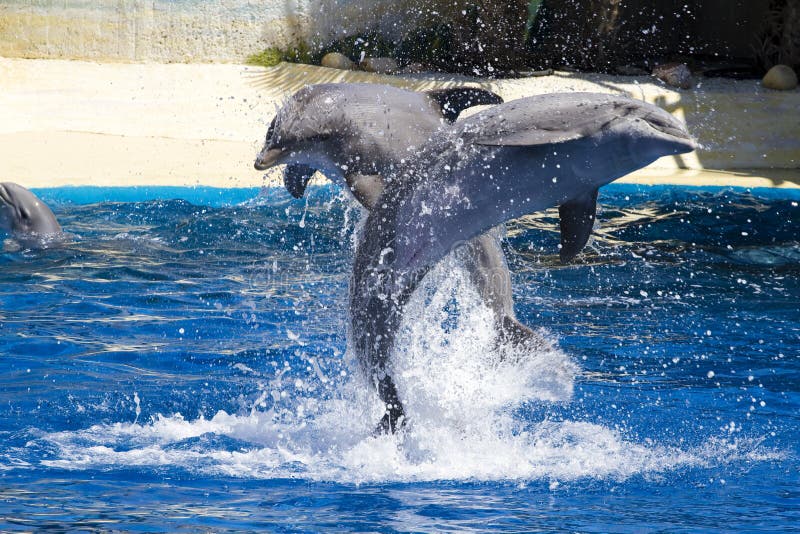 Dolphin Jump Out of the Water in Pool Stock Photo - Image of pool ...
