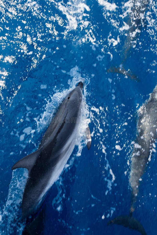 Dolphin Jump stock image. Image of following, jumping - 59985161