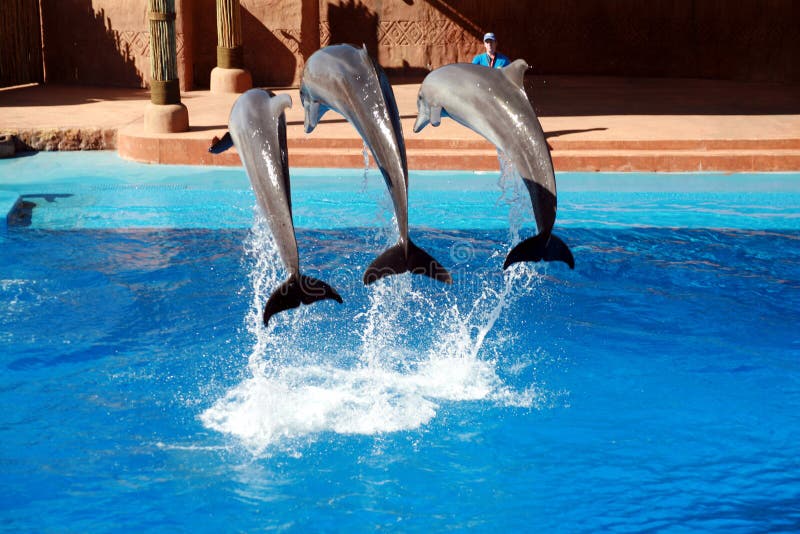 Dolphin Jumping Picture. Image: 4240248