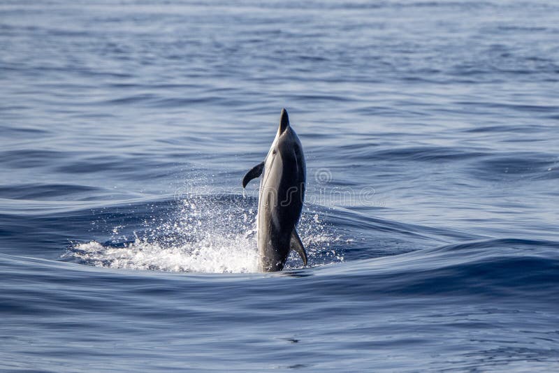 Dolphin while Jumping on the Back in the Deep Blue Sea Stock Photo ...