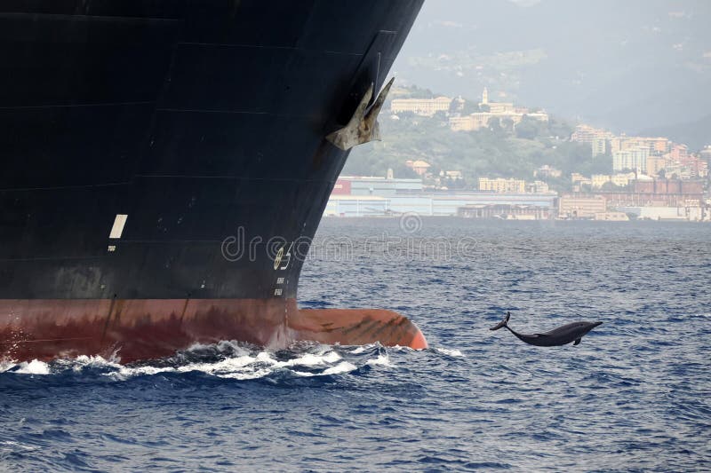 Dolphin Jumping in Front of Prow of a Cargo Ship Detail Close Up Stock ...