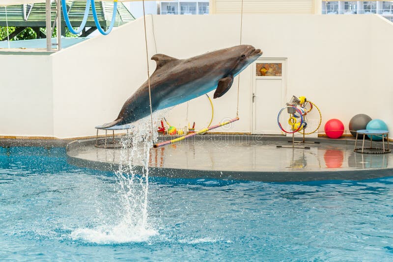 Dolphin Jumping through a Hoop Stock Photo - Image of bridge, adorable ...