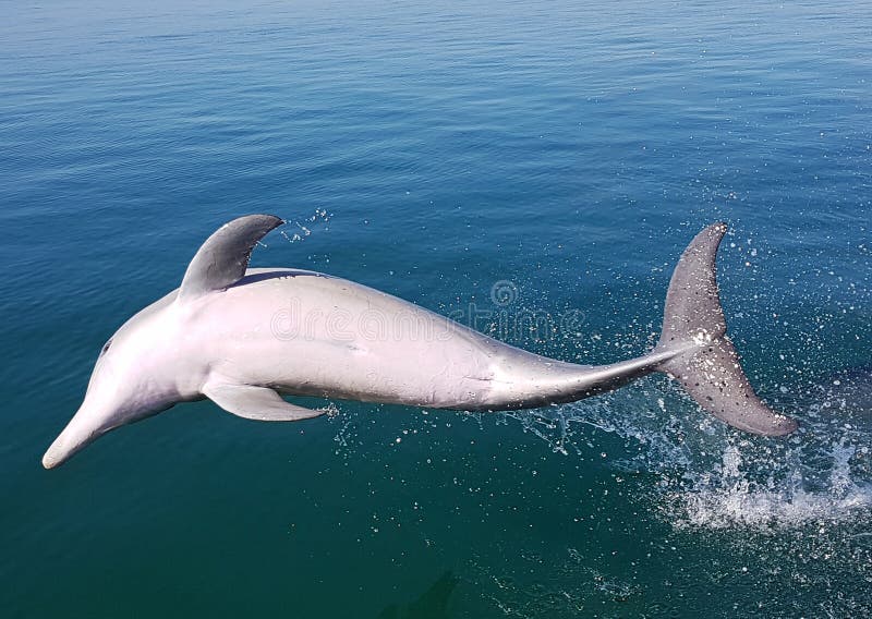 Dolphin Jumping stock image. Image of ocean, jumping - 183021171