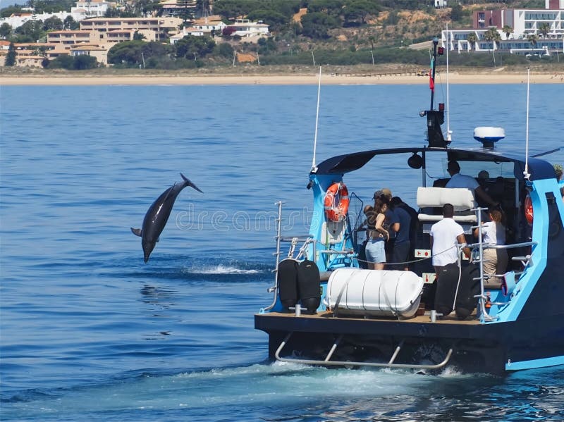 Jumping Dolphin beside a Boat Editorial Stock Image - Image of deep ...