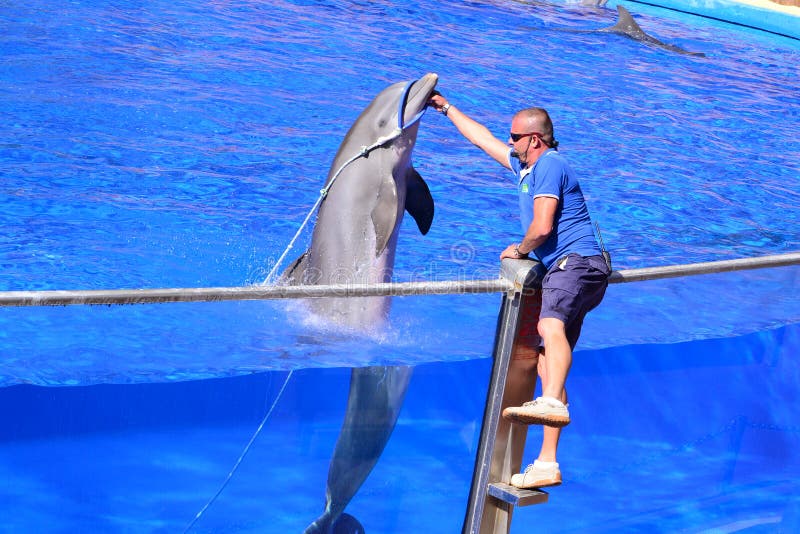 Dolphin and man editorial image. Image of training, blue - 48026020