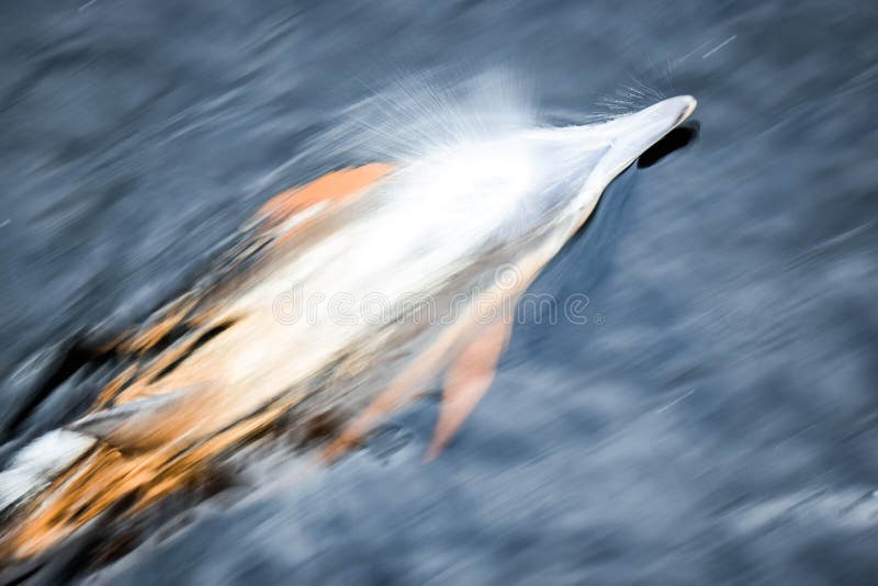 Dolphin in Motion stock image. Image of motion, yellow - 172046725