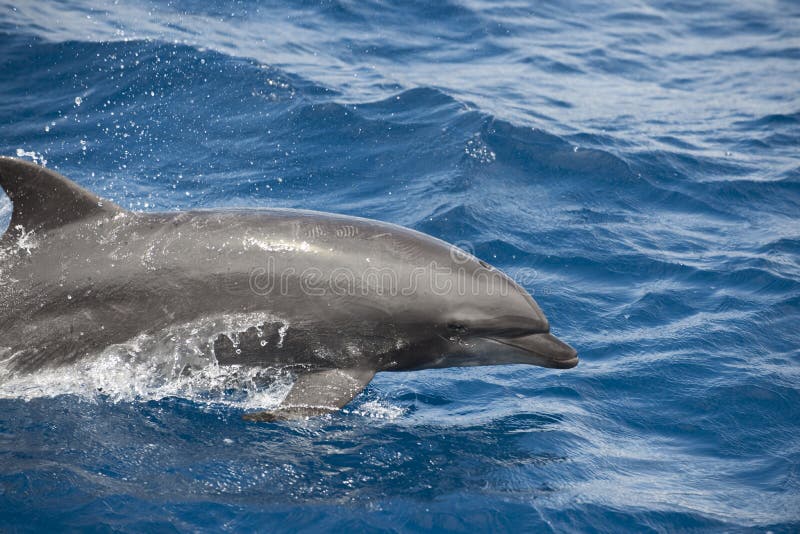 Dolphin at the Surface of the Water Stock Photo - Image of autumn ...