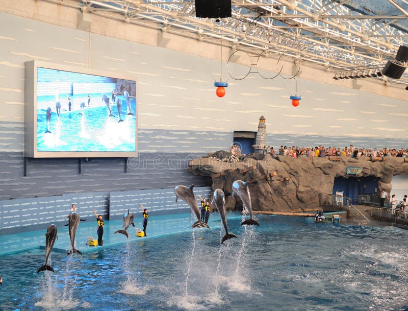 Dolphin performance editorial photo. Image of people - 21232971