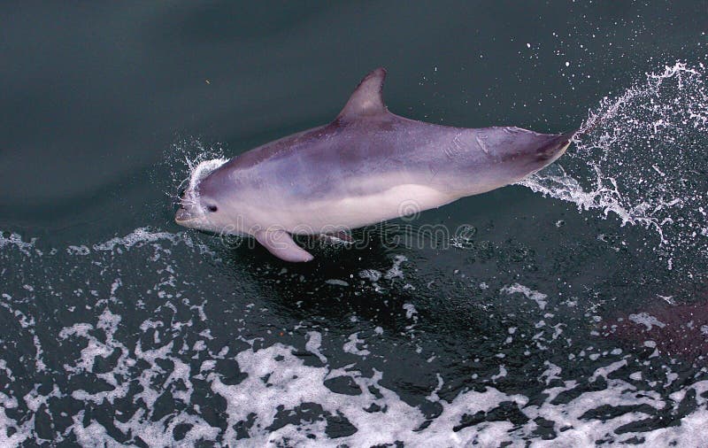 Dolphin At Play 5 Picture. Image: 88191261