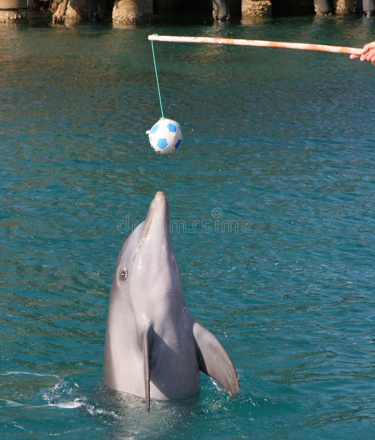 Dolphin playing with ball stock image. Image of play, aquarium - 1633857